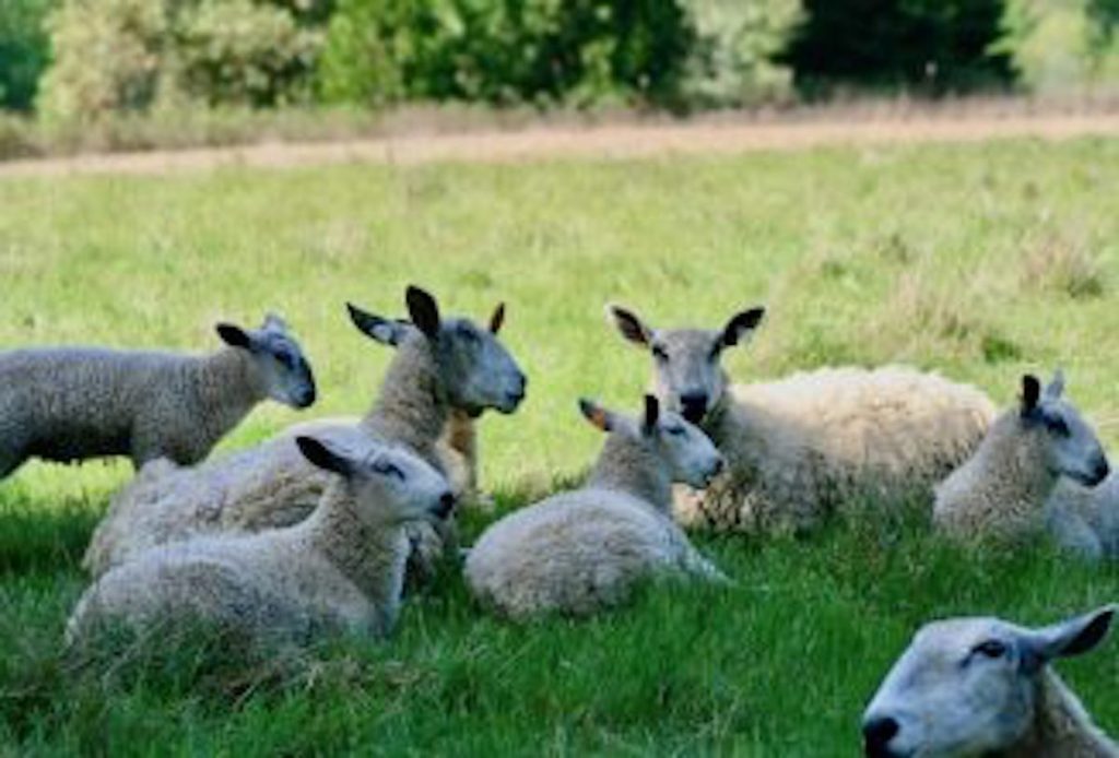 Sheep Breed Profile: Bluefaced Leicester - Countryside